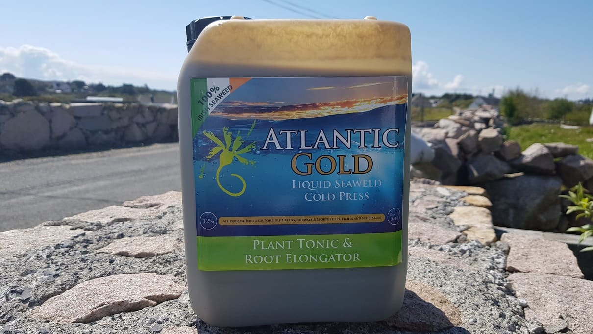 Research - Atlantic Gold Seaweed Plant