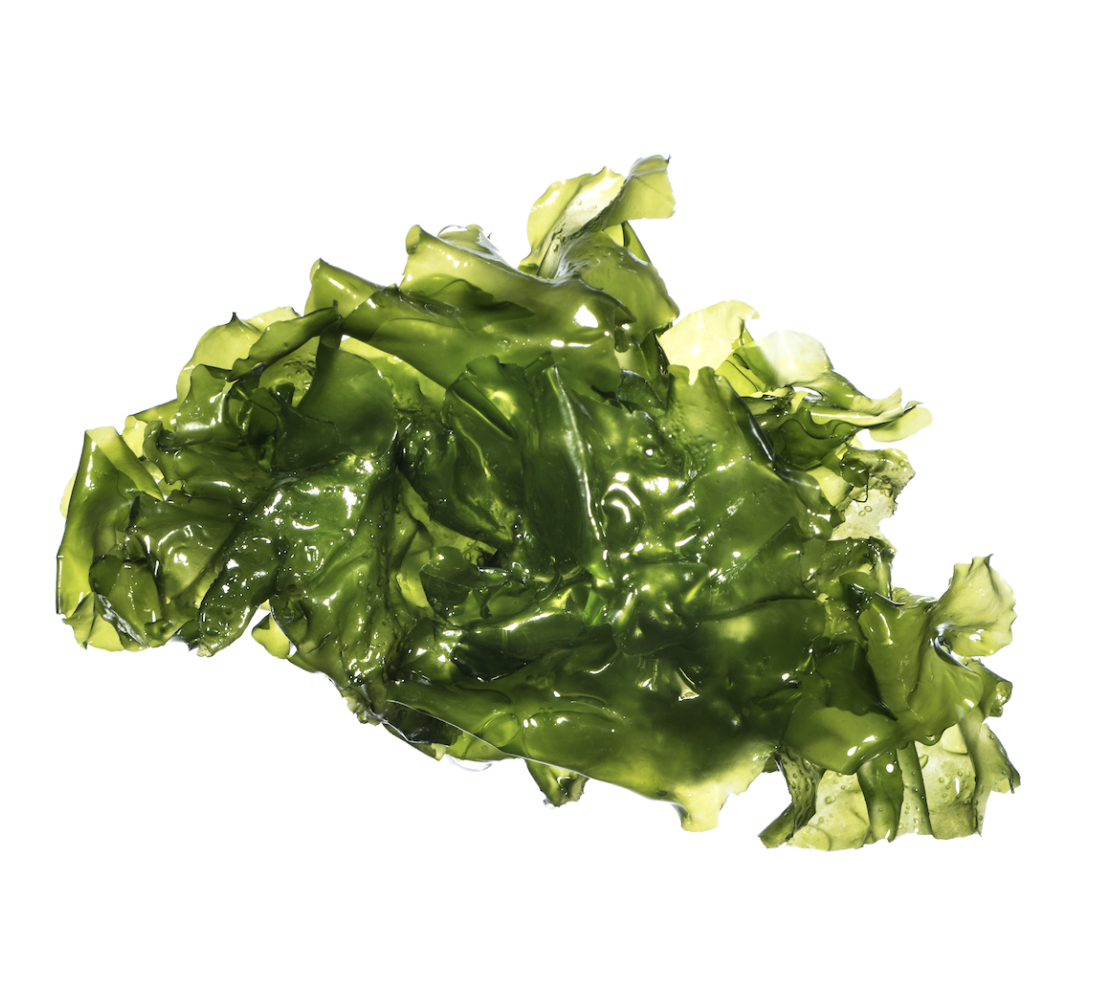 Edible Seaweed Range - Atlantic Gold Seaweed Plant